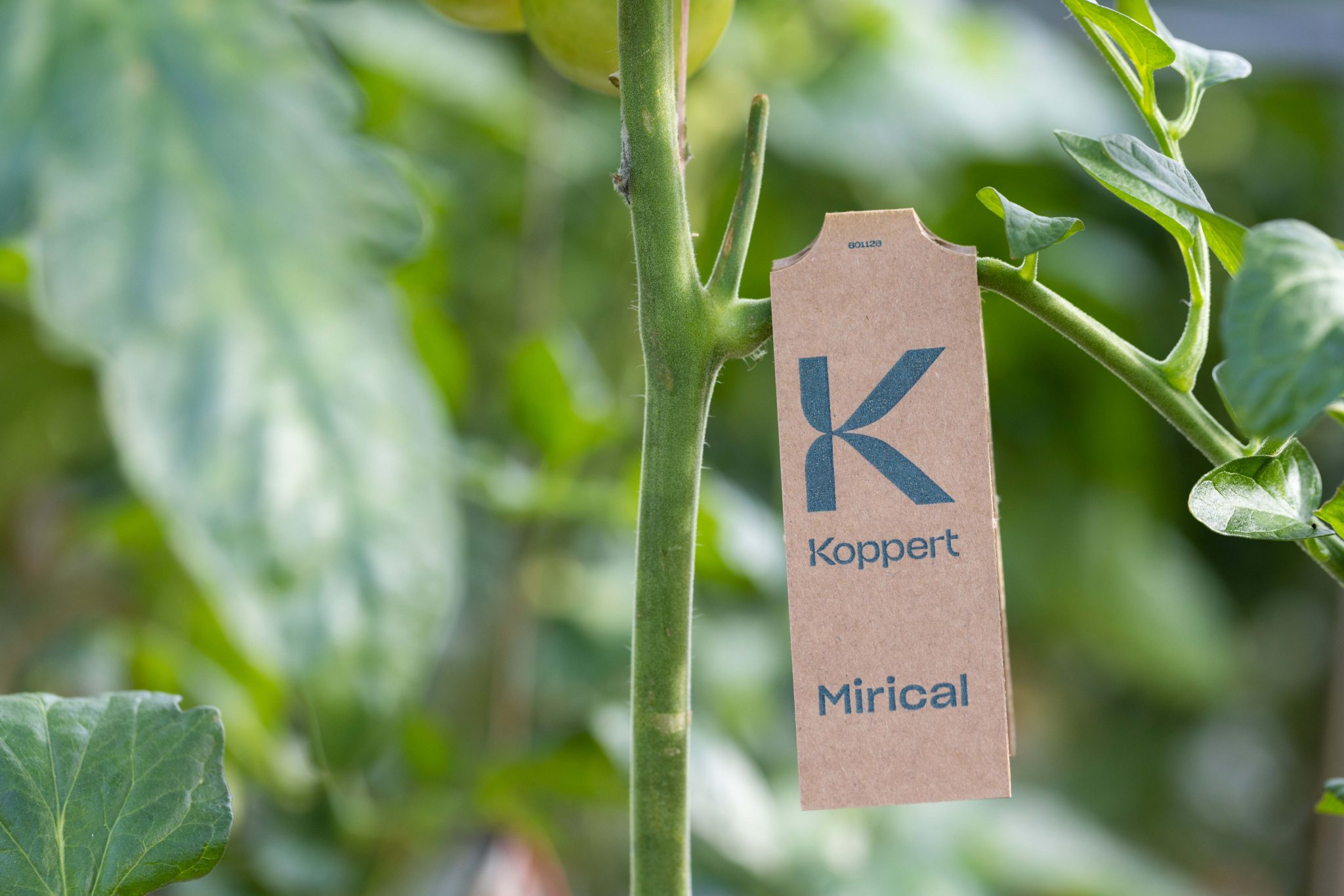 Mirical da Koppert ganha prestigiado prémio de inovação da Fruit ...