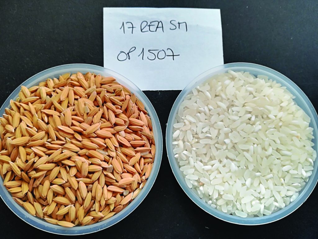 Lusosem, Clube de Produtores do Continente e Novarroz unem-se para ...